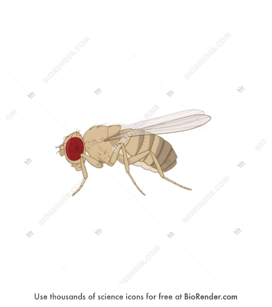 Free Drosophila (lateral, male, white body) Icons, Symbols & Images ...