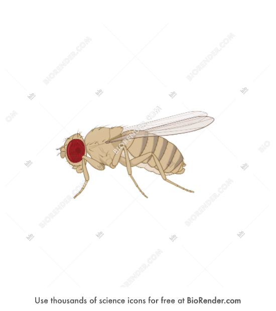 Drosophila Drawing