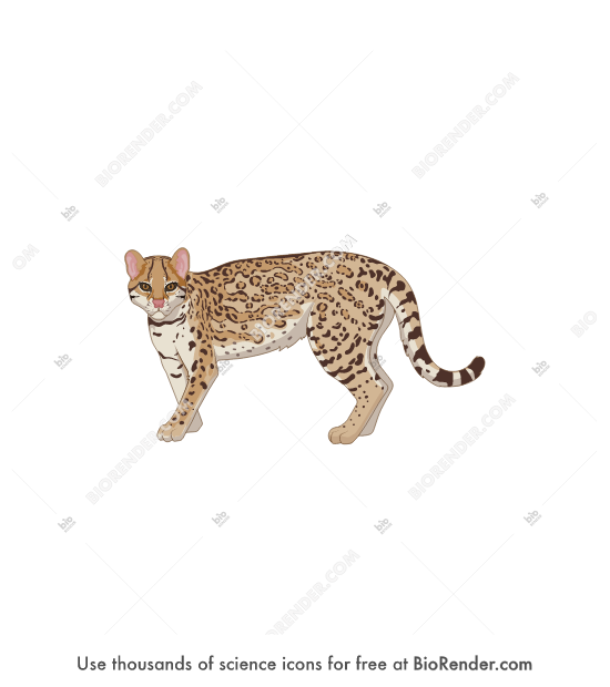 Free Ocelot (Leopardus pardalis) Icons, Symbols & Images | BioRender