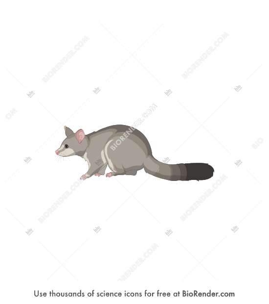 Free Common brushtail possum (Trichosurus vulpecula) Icons, Symbols ...