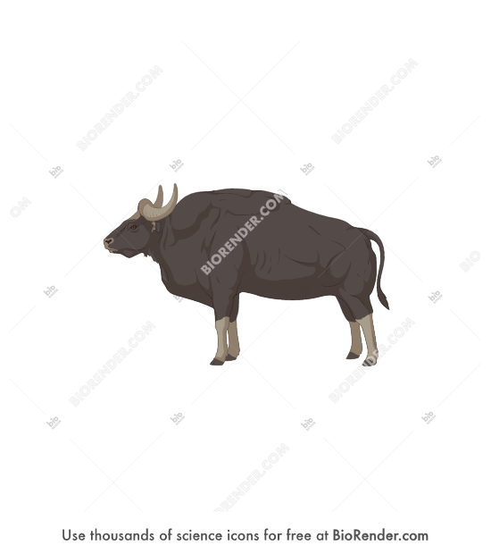 Free Indian bison (Bos gaurus) Icons, Symbols & Images | BioRender