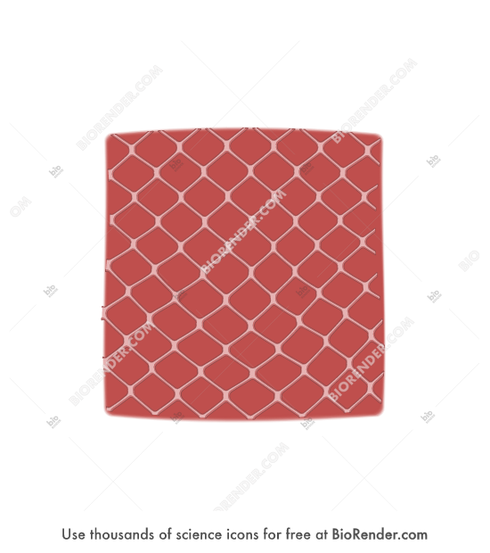 Free Skin mesh Icons, Symbols & Images | BioRender