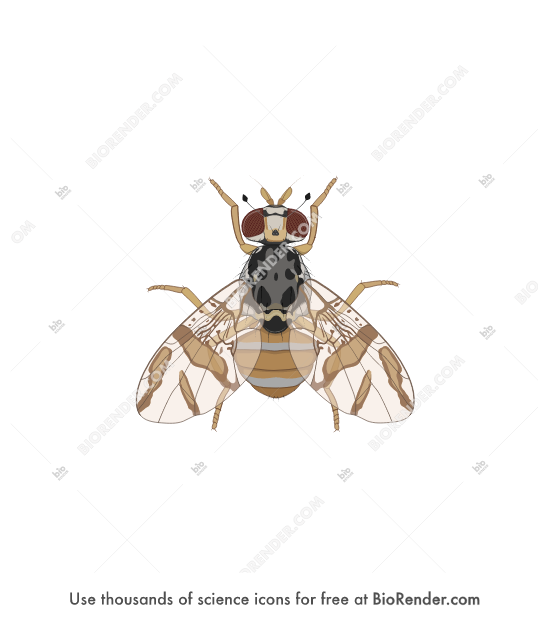 Free Mediterranean Fruit fly Male (Ceratitis capitata) Icons, Symbols ...