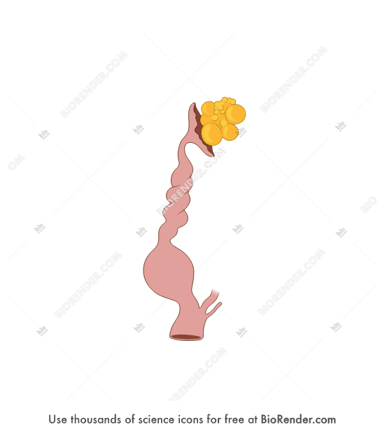 Free Bird reproductive system (female) Icons, Symbols & Images | BioRender