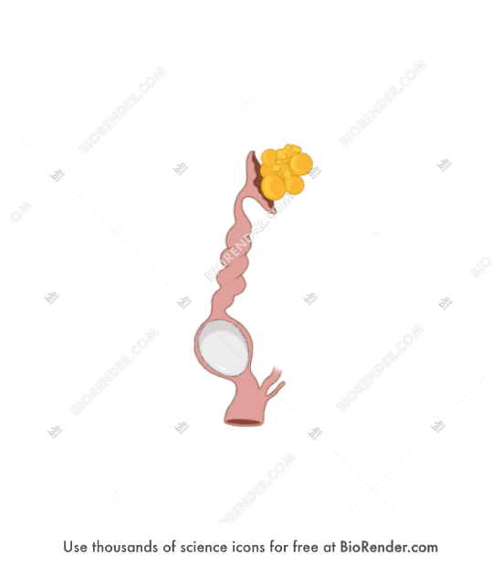 Free Bird reproductive system (with egg) Icons, Symbols & Images ...