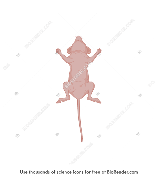 Free Mouse (hairless, supine) Icons, Symbols & Images | BioRender