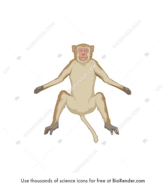 Free Rhesus macaque monkey (supine) Icons, Symbols & Images | BioRender