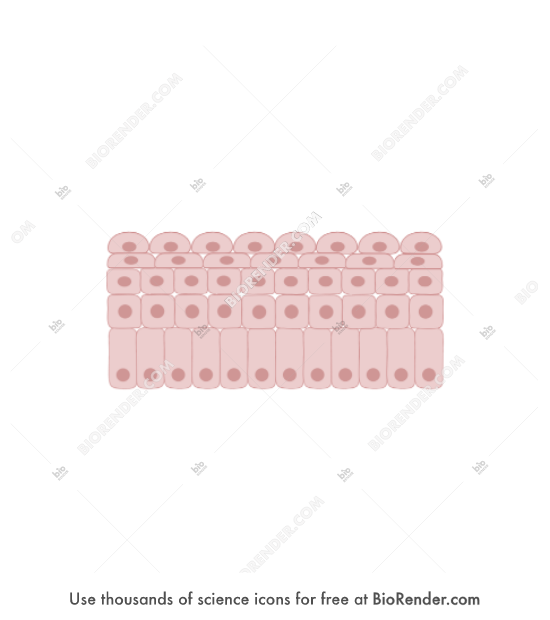 Free Transitional epithelium Icons, Symbols & Images | BioRender