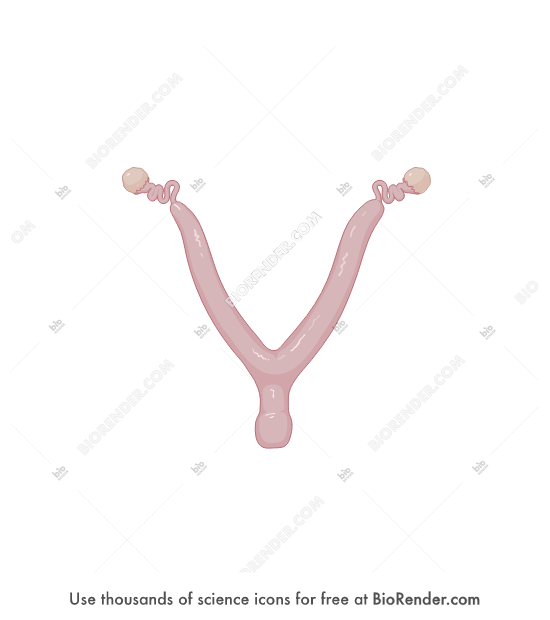 Free Mouse uterus (with oviducts) Icons, Symbols & Images | BioRender