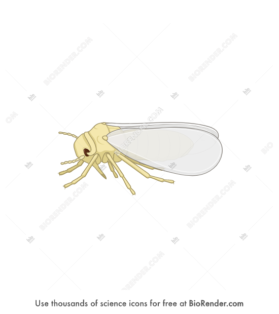 Free Whitefly (lateral) Icons, Symbols & Images | BioRender