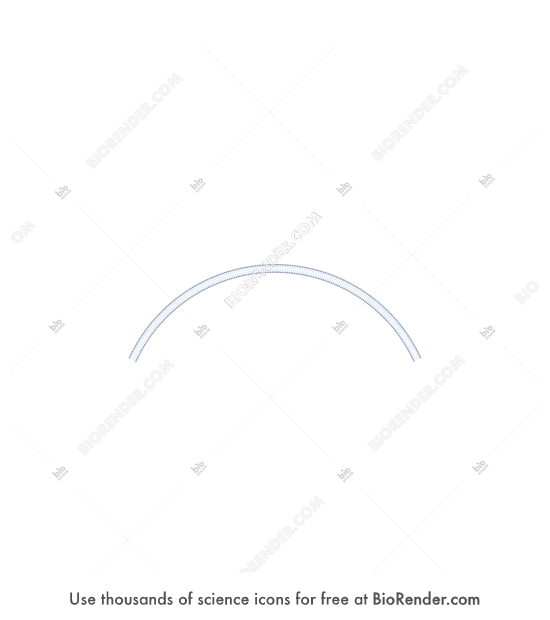 Free Circle membrane (phospholipid bilayer, large arc) Icons, Symbols ...