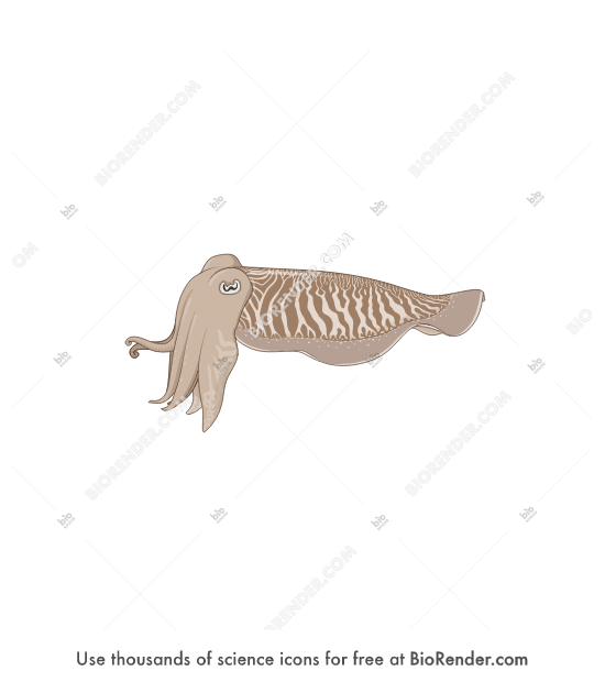 Free Cuttlefish (Sepia officinalis, lateral) Icons, Symbols & Images ...