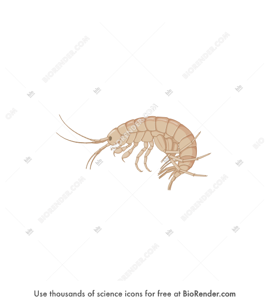 Free Amphipod (Gammarus pulex, male) Icons, Symbols & Images | BioRender
