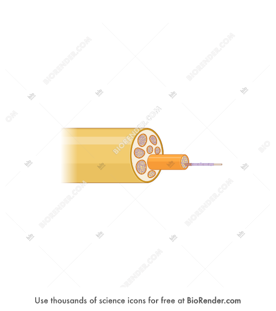 Free Peripheral nerve layers Icons, Symbols & Images | BioRender