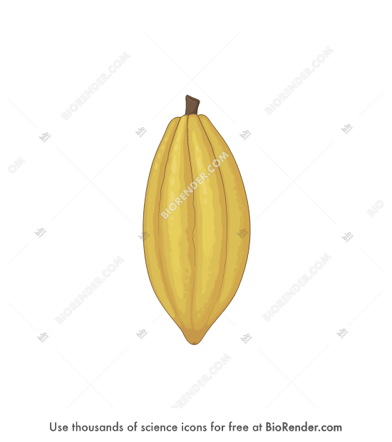 Free Cacao fruit Icons, Symbols & Images | BioRender