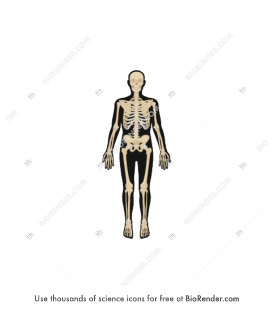 Human Skeleton Anatomy Side View