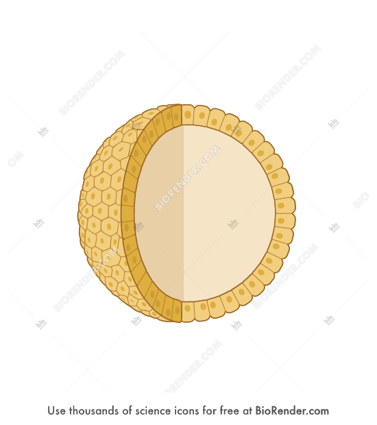 Free Spheroid (3D, cross-section) Icons, Symbols & Images | BioRender