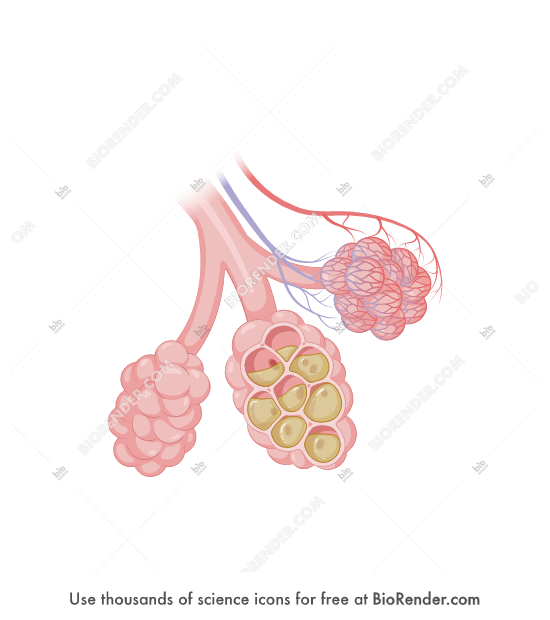 Free Alveoli (with mucous) Icons, Symbols & Images | BioRender