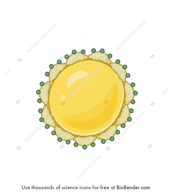 Free Fat droplet (bile salt emulsified 1) Icons, Symbols & Images ...