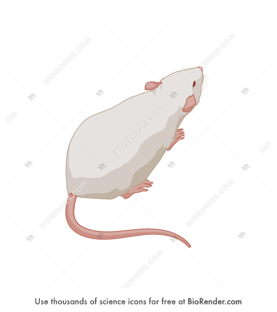 Free Mouse (posterior turn) Icons, Symbols & Images | BioRender