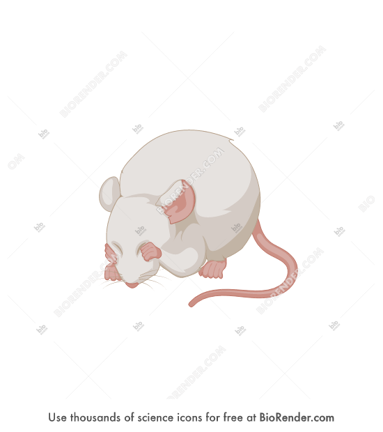 Free Mouse (grooming) Icons, Symbols & Images | BioRender