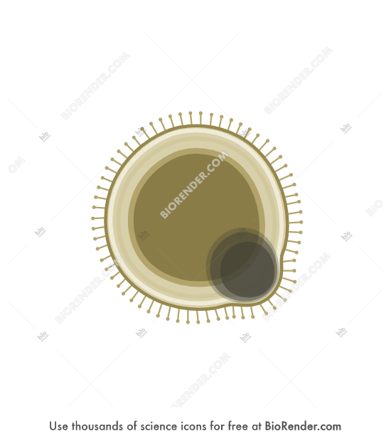 Free Retinal organoid Icons, Symbols & Images | BioRender