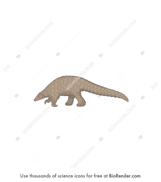 Free Pangolin (Manis javanica) Icons, Symbols & Images | BioRender