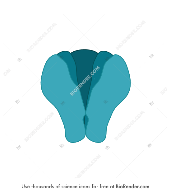 Free Nicotinic receptor (pentameric, desensitized) Icons, Symbols ...