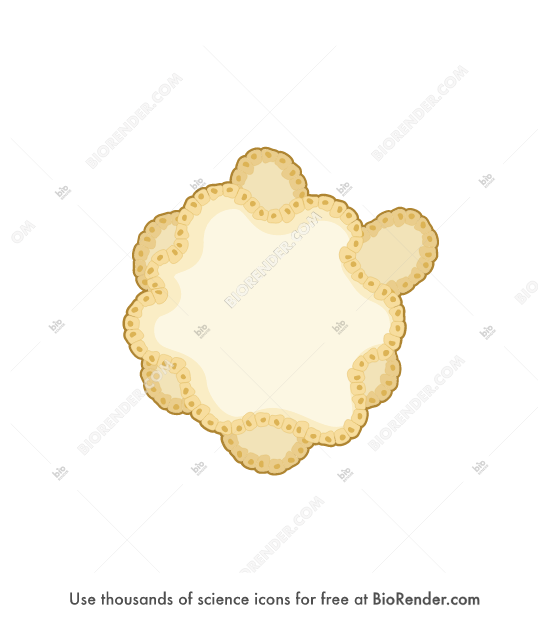 Free Pancreatic organoid (cancerous) Icons, Symbols & Images | BioRender