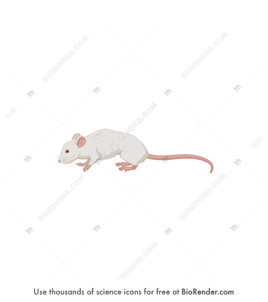 Free Mouse (cachexia, lateral) Icons, Symbols & Images | BioRender
