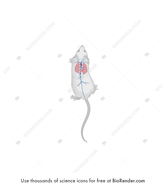 Free Mouse (dorsal, with lungs and veins) Icons, Symbols & Images ...