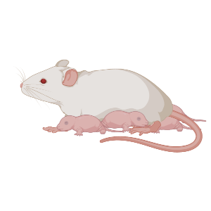 Free Mouse pup (young, with mom 2) Icons, Symbols & Images | BioRender