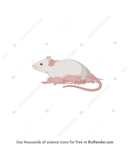 Free Mouse pup (young, with mom 2) Icons, Symbols & Images | BioRender