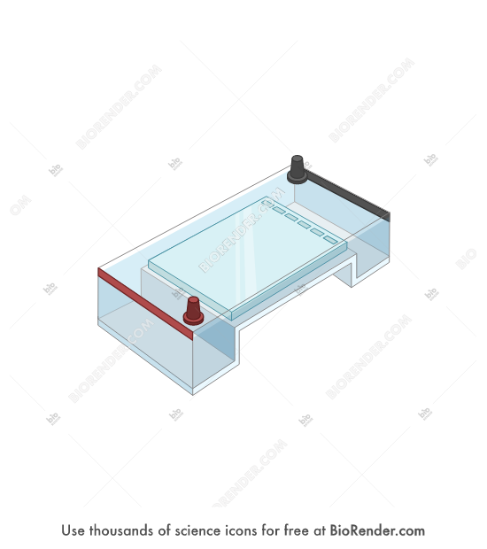 Free Gel electrophoresis horizontal (with cathode and anode) Icons ...
