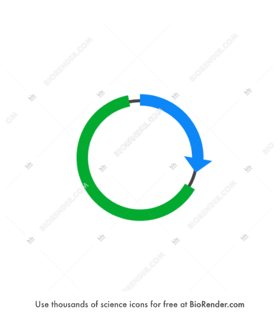 Free Minicircle (2) Icons, Symbols & Images | BioRender