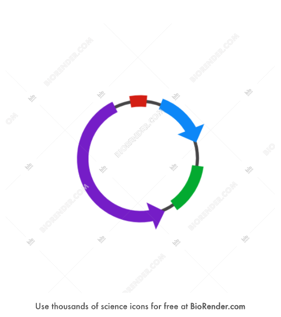 Free Minicircle (4) Icons, Symbols & Images | BioRender