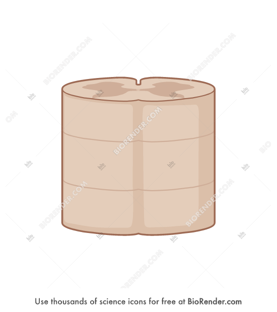 Free Mouse spinal cord (lumbar, dorsal) Icons, Symbols & Images | BioRender