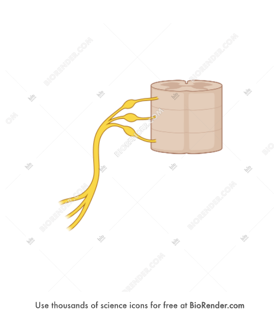 Free Mouse nerve (sciatic, on lumbar spinal cord) Icons, Symbols ...