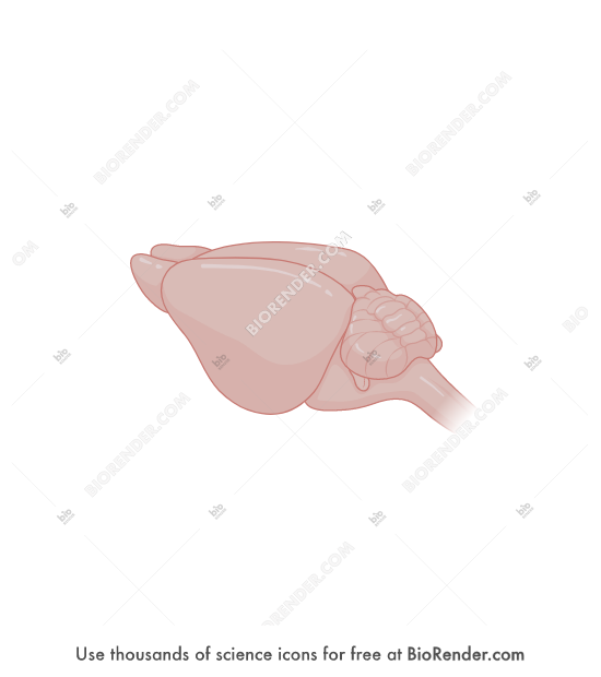 Free Mouse brain (dorsal view, caudal-rostral turn) Icons, Symbols ...