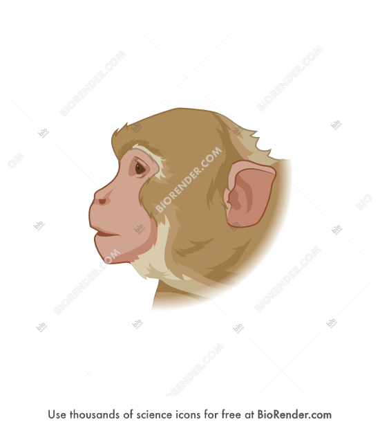 Free Rhesus macaque monkey (head, lateral) Icons, Symbols & Images ...