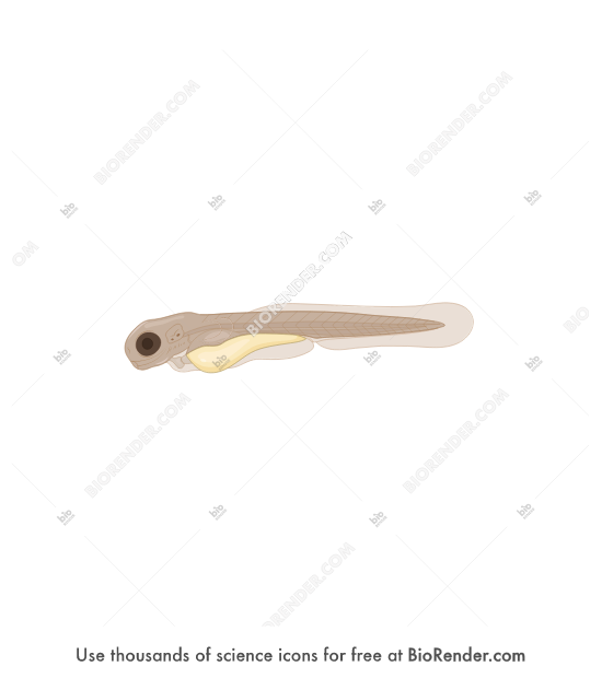 Free Zebrafish embryo 24. (protruding mouth stage) Icons, Symbols ...