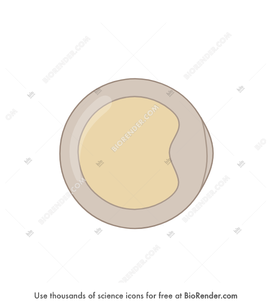 Free Zebrafish embryo 15. (shield stage, animal pole view) Icons ...