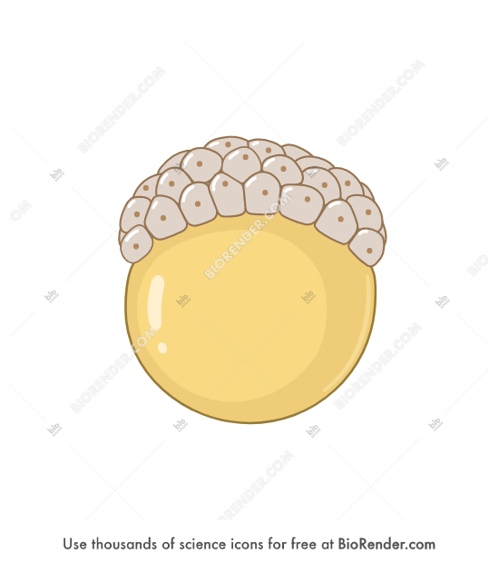 Free Zebrafish embryo 06. (64 cell stage) Icons, Symbols & Images ...