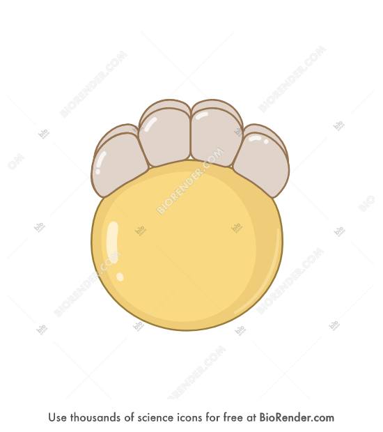 Free Zebrafish embryo 03c. (8 cell stage) Icons, Symbols & Images ...