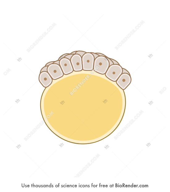 Free Zebrafish embryo 05b. (32 cell stage cross section) Icons, Symbols ...