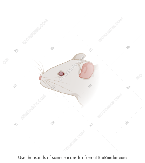 Free Mouse head (lateral, cloudy eyes) Icons, Symbols & Images | BioRender