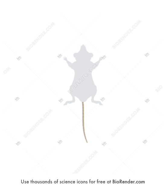 Free Supine mouse (with tail vertebrae) Icons, Symbols & Images | BioRender