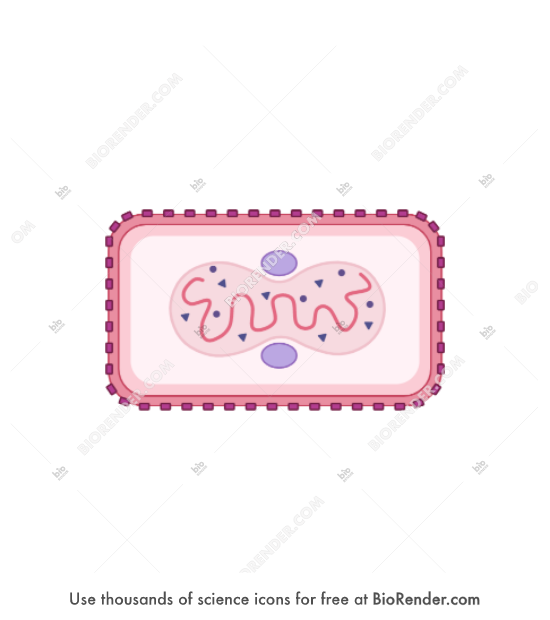 Free Vaccinia Icons, Symbols & Images | BioRender