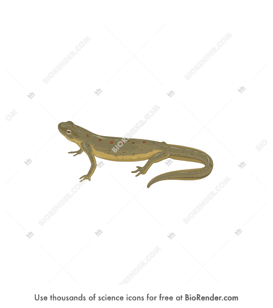 Free Eastern newt adult (Notophthalmus viridescens) Icons, Symbols ...