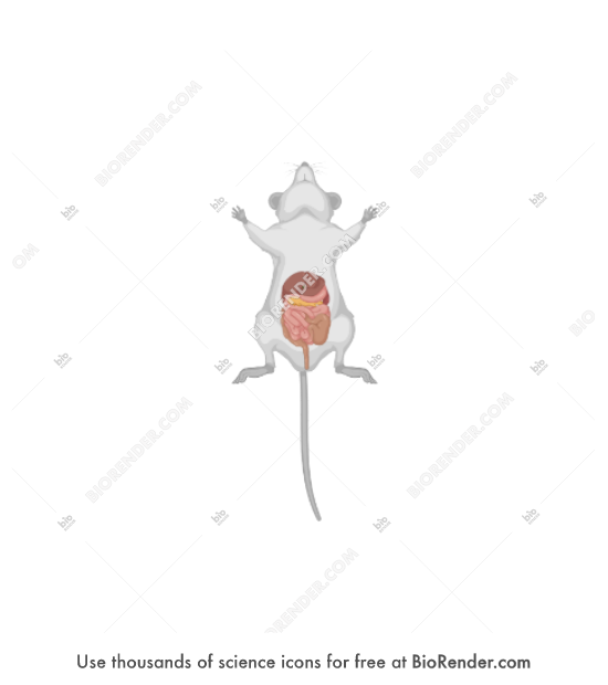 Free Mouse (supine, GI tract) Icons, Symbols & Images | BioRender